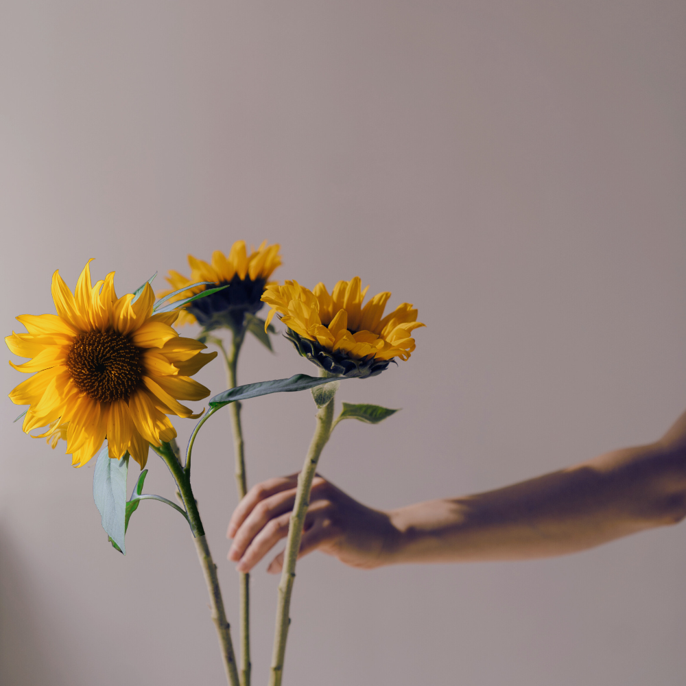 Sunflower Wax: A Natural Marvel for Skin and Beauty – Convié